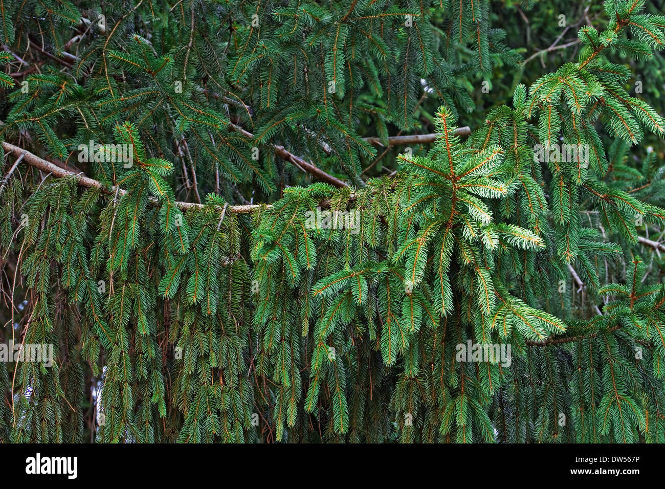Brewer's weeping spruce (Picea breweriana Stock Photo - Alamy