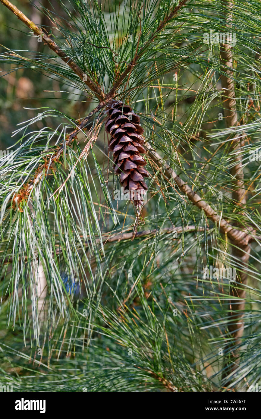 Eastern white pine (Pinus strobus Stock Photo - Alamy