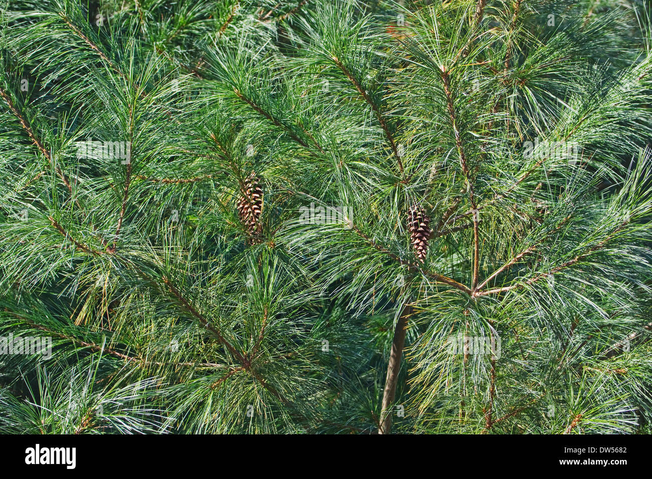 Eastern white pine (Pinus strobus Stock Photo - Alamy