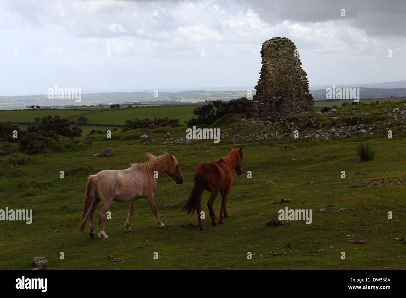 Bodmin Moor Wildlife High Resolution Stock Photography and Images - Alamy