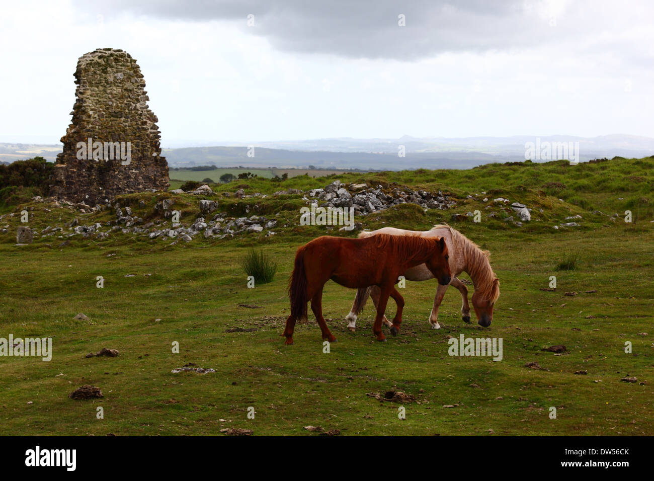 Wild Bodmin ponies and ruins of old tine mine , Bodmin Moor, Cornwall ...