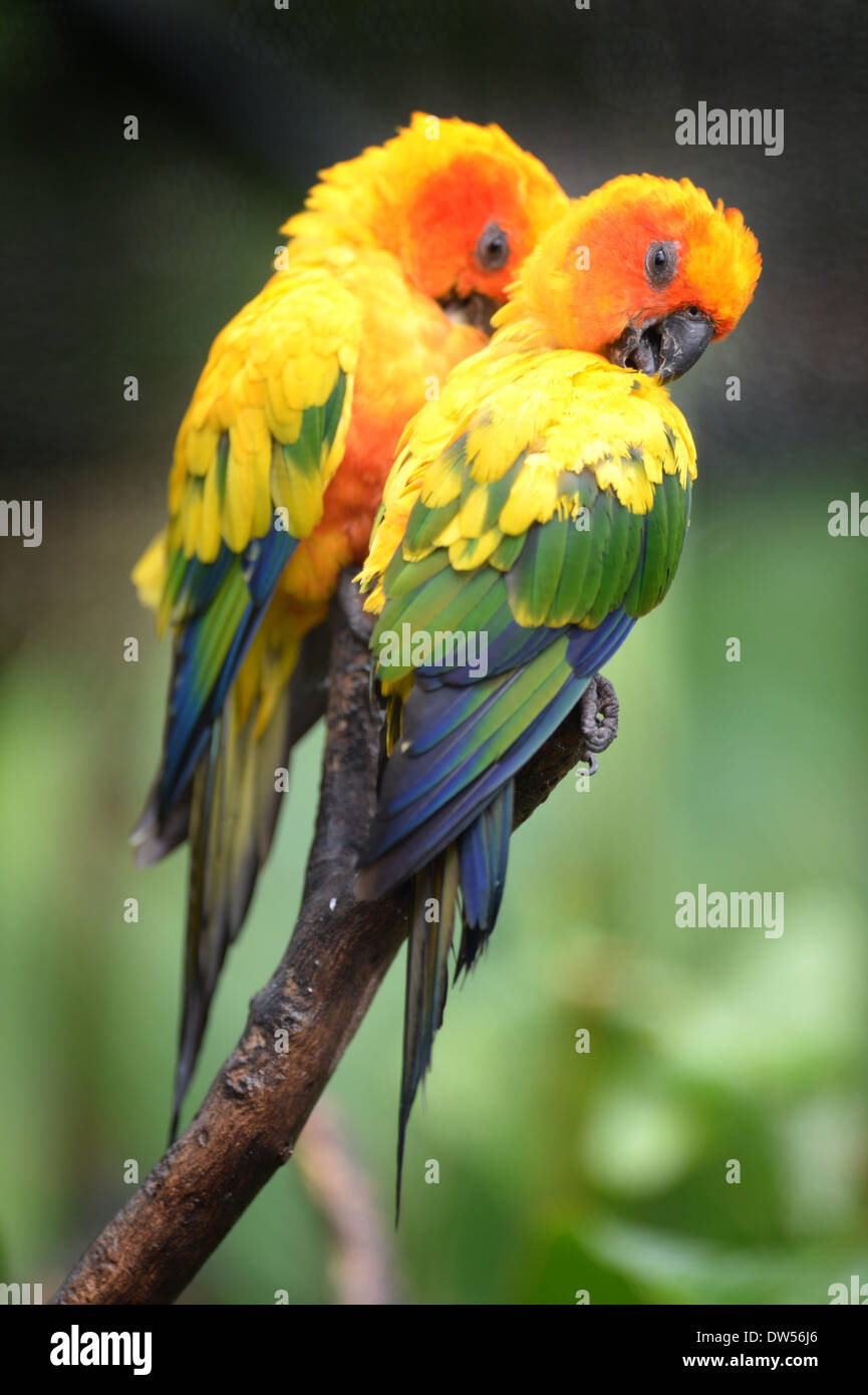 A close up shot of Conures Stock Photo - Alamy