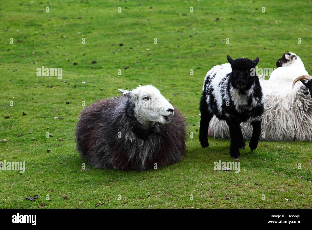 Sheep and lamb on Bodmin Moor, Cornwall, England Stock Photo - Alamy