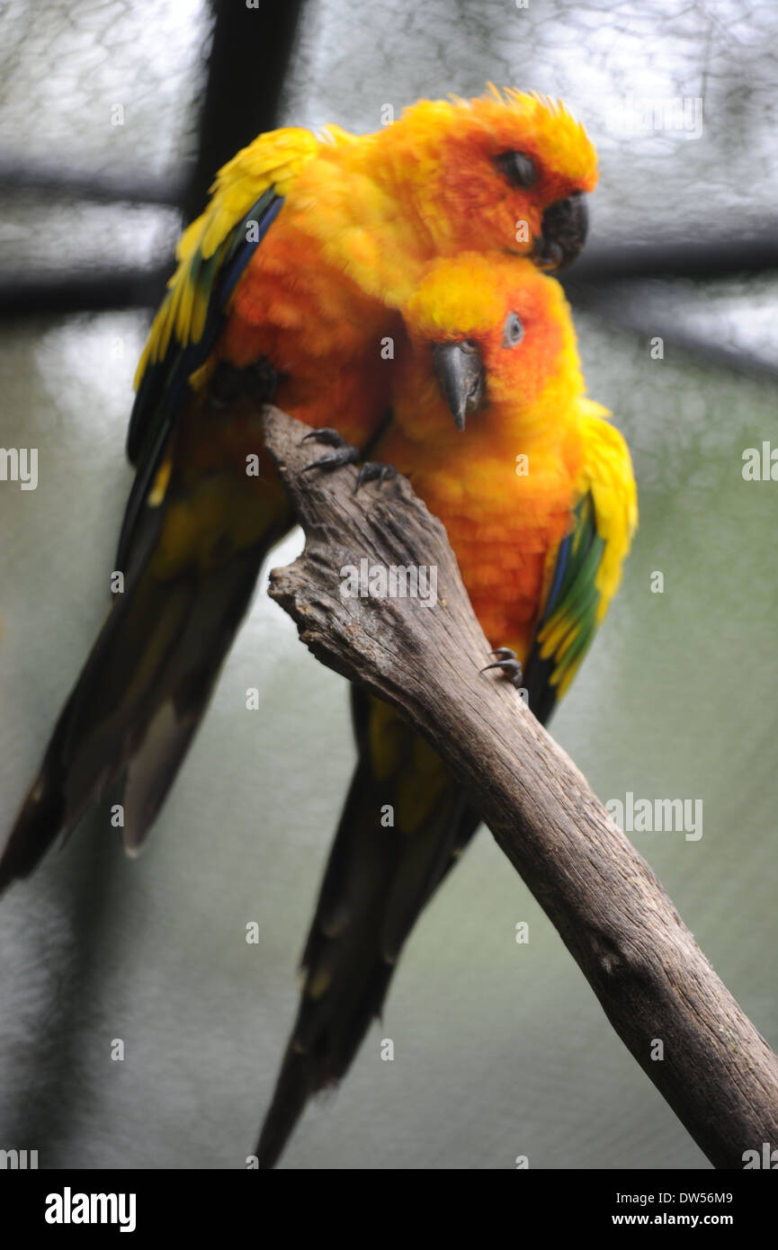 Pet Sun Conures High Resolution Stock Photography and Images - Alamy