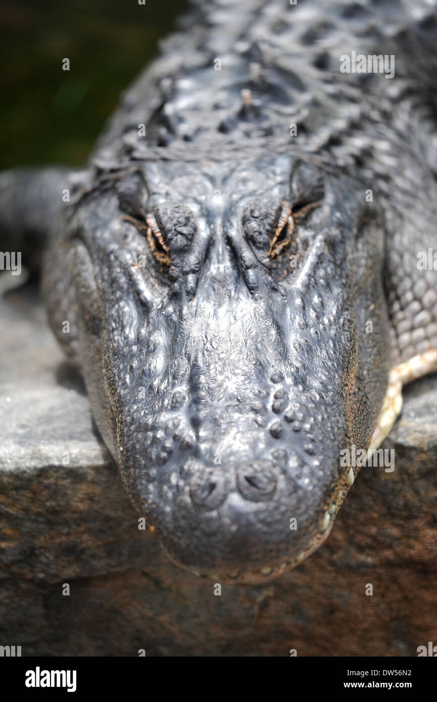 American alligator claws hi-res stock photography and images - Alamy