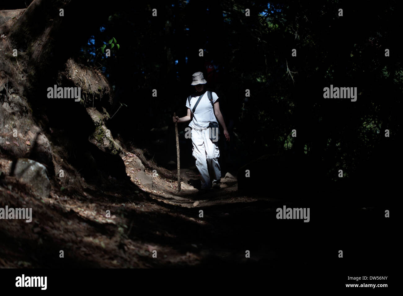 A tourist walks in a trail in Cerro Pelon Sanctuary for monarch ...