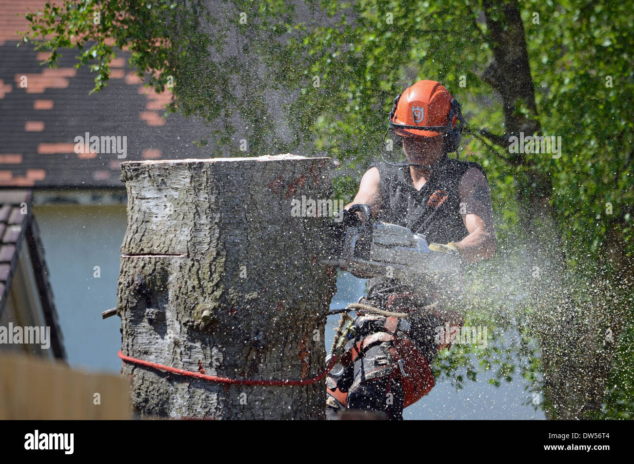 Lumberjack cutting down the big tree Stock Photo - Alamy