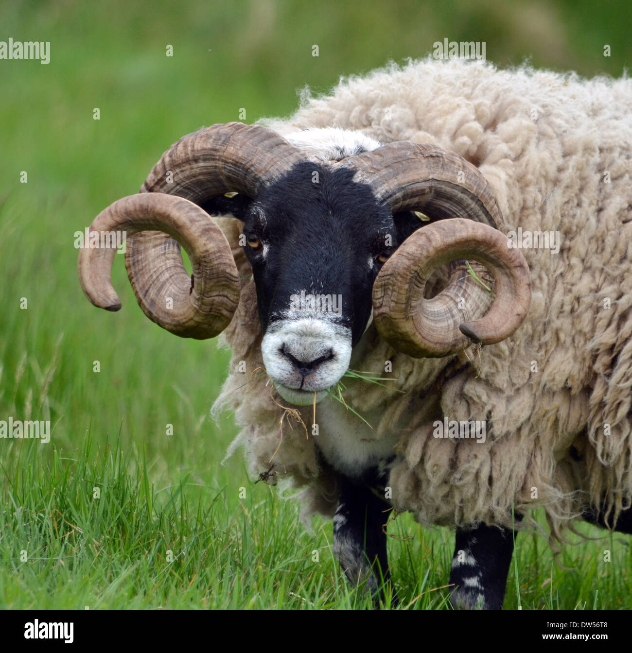 Curly horns sheep hi-res stock photography and images - Alamy