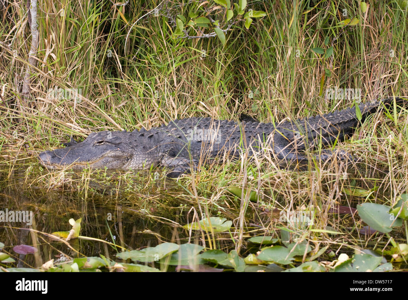 Alligator in the swamp, Everglades National Park Stock Photo - Alamy
