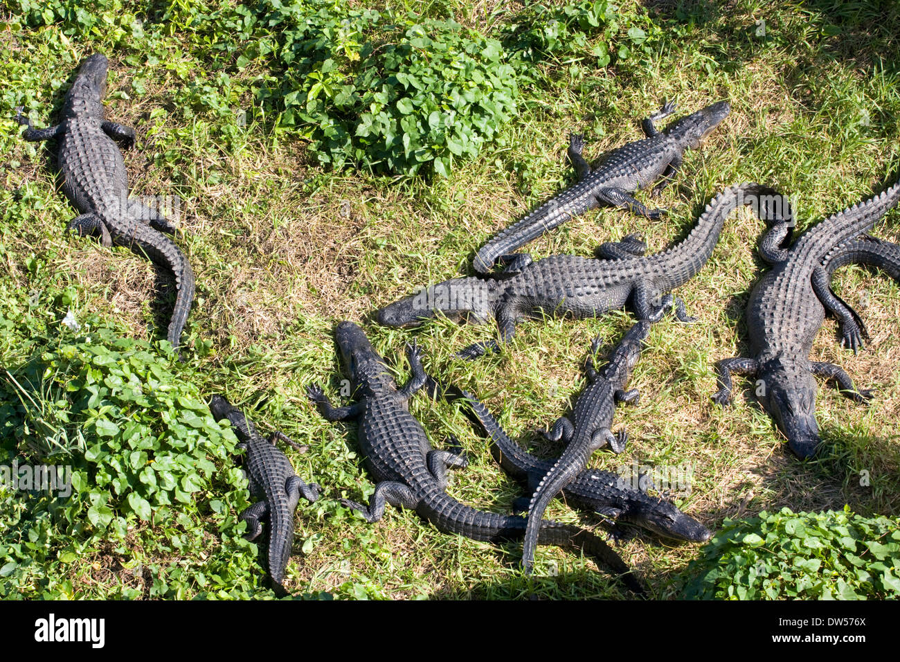 Nasa Angry Alligator