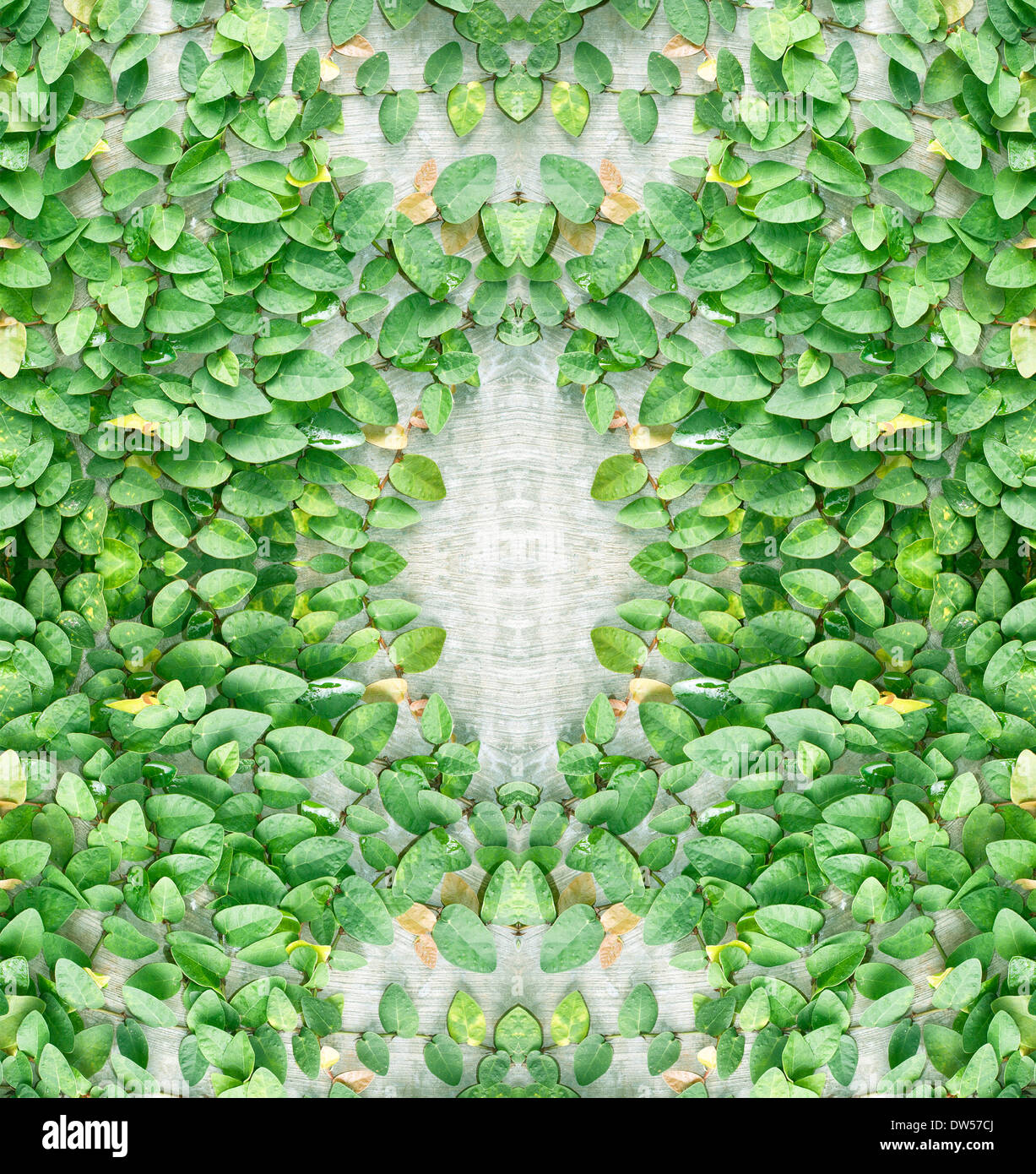 Climbing fig tree and white wall old Stock Photo - Alamy