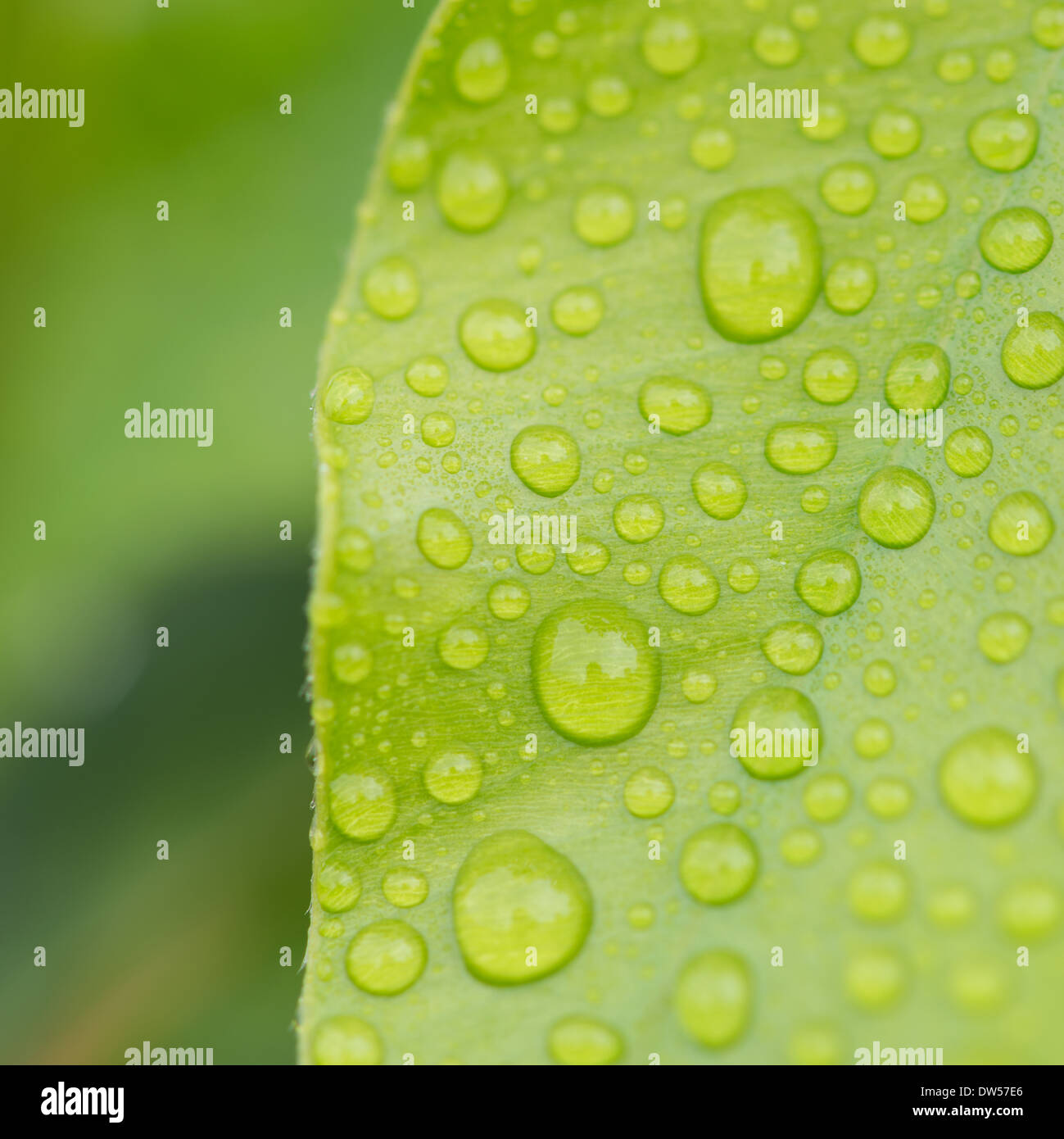 big water drop on the leaves Stock Photo - Alamy