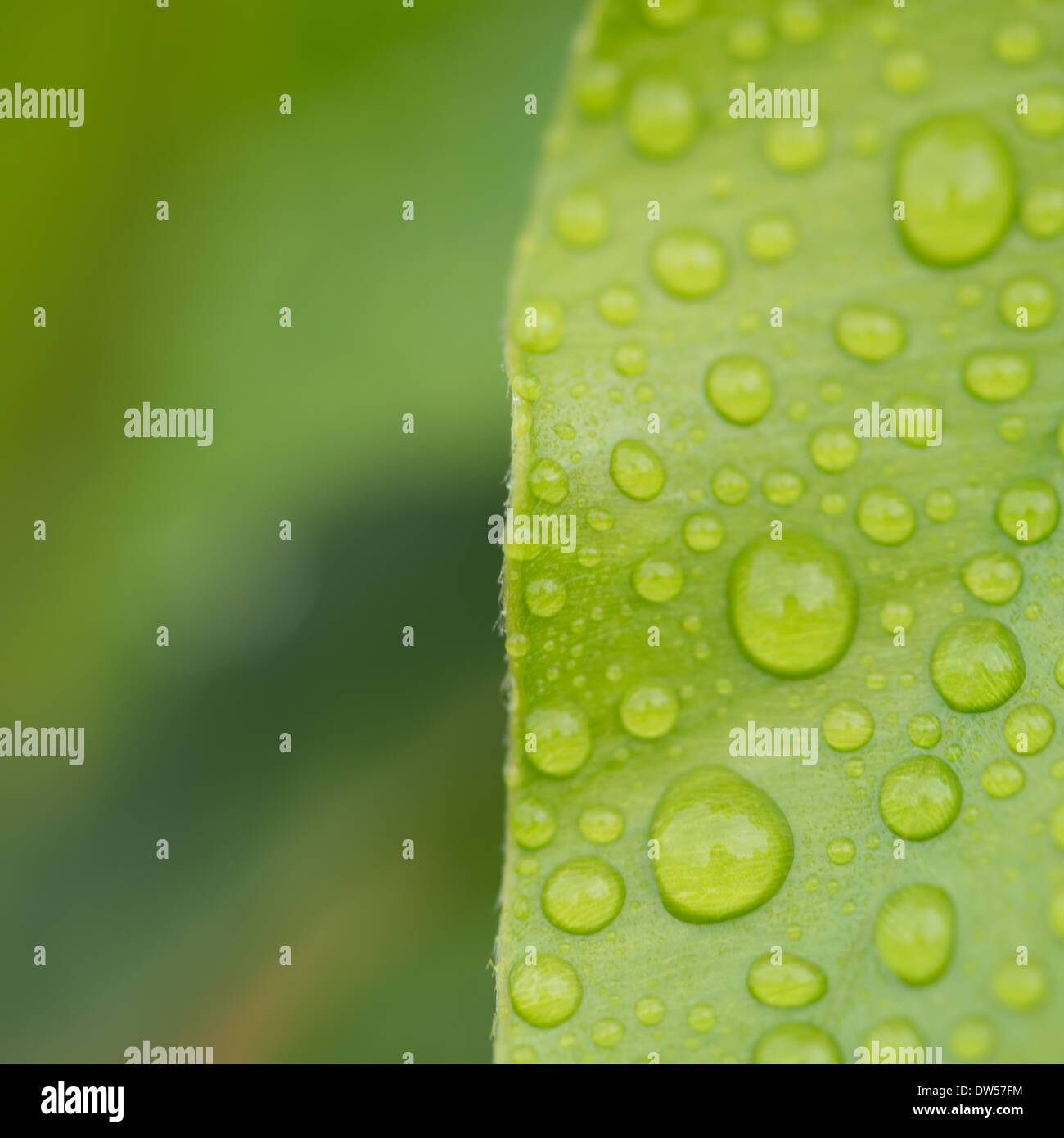 big water drop on the leaves Stock Photo - Alamy