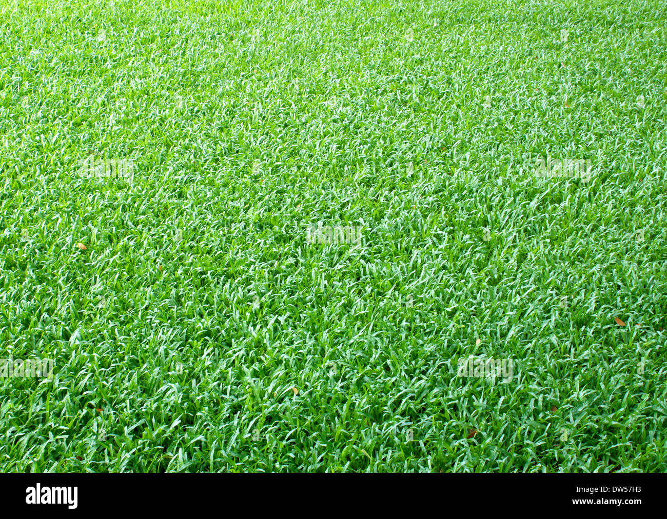 Golf grass green texture hi-res stock photography and images - Alamy