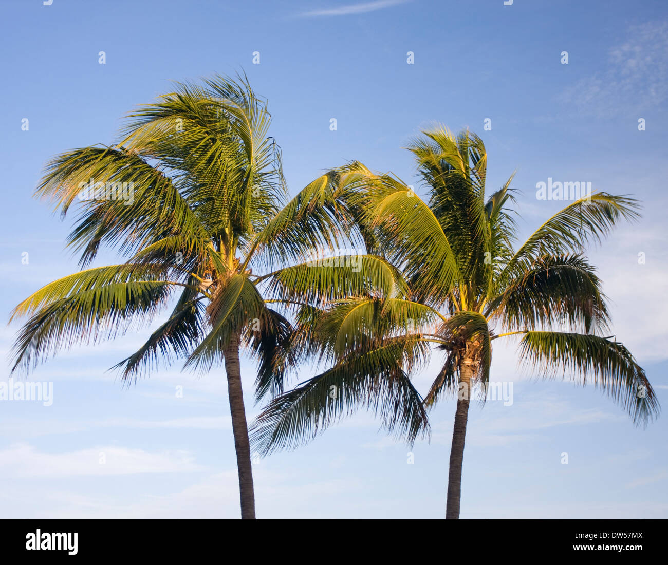 Palm Trees, exotic destination Stock Photo - Alamy