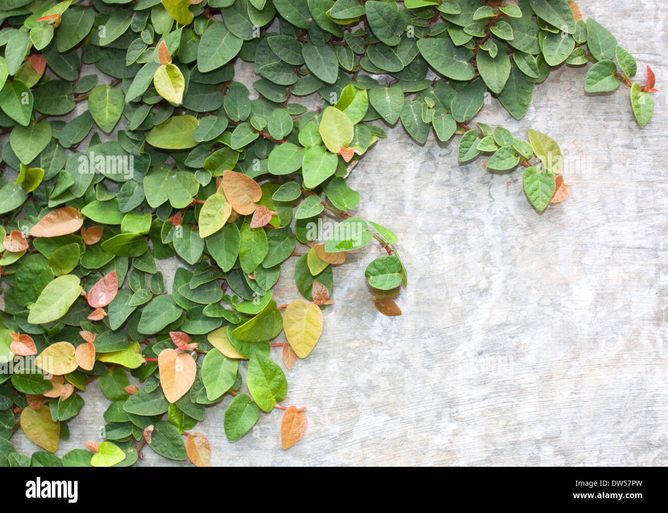 Tree creeper plant hi-res stock photography and images - Alamy