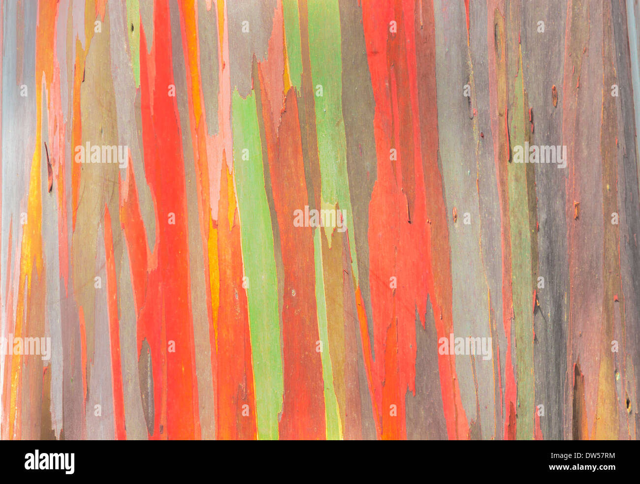 The colorful trunk of the Rainbow Eucalyptus Stock Photo - Alamy