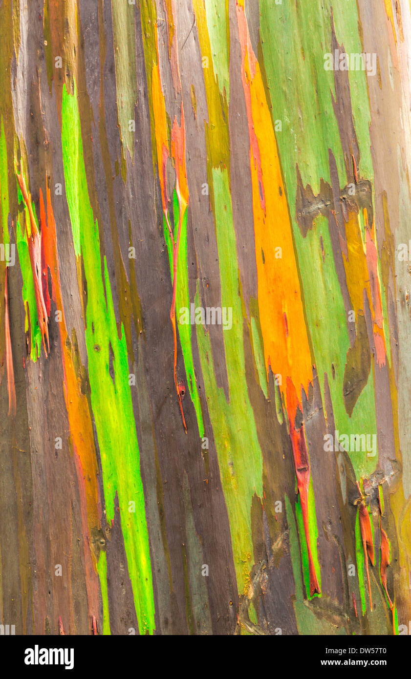 The colorful trunk of the Rainbow Eucalyptus tree Stock Photo - Alamy