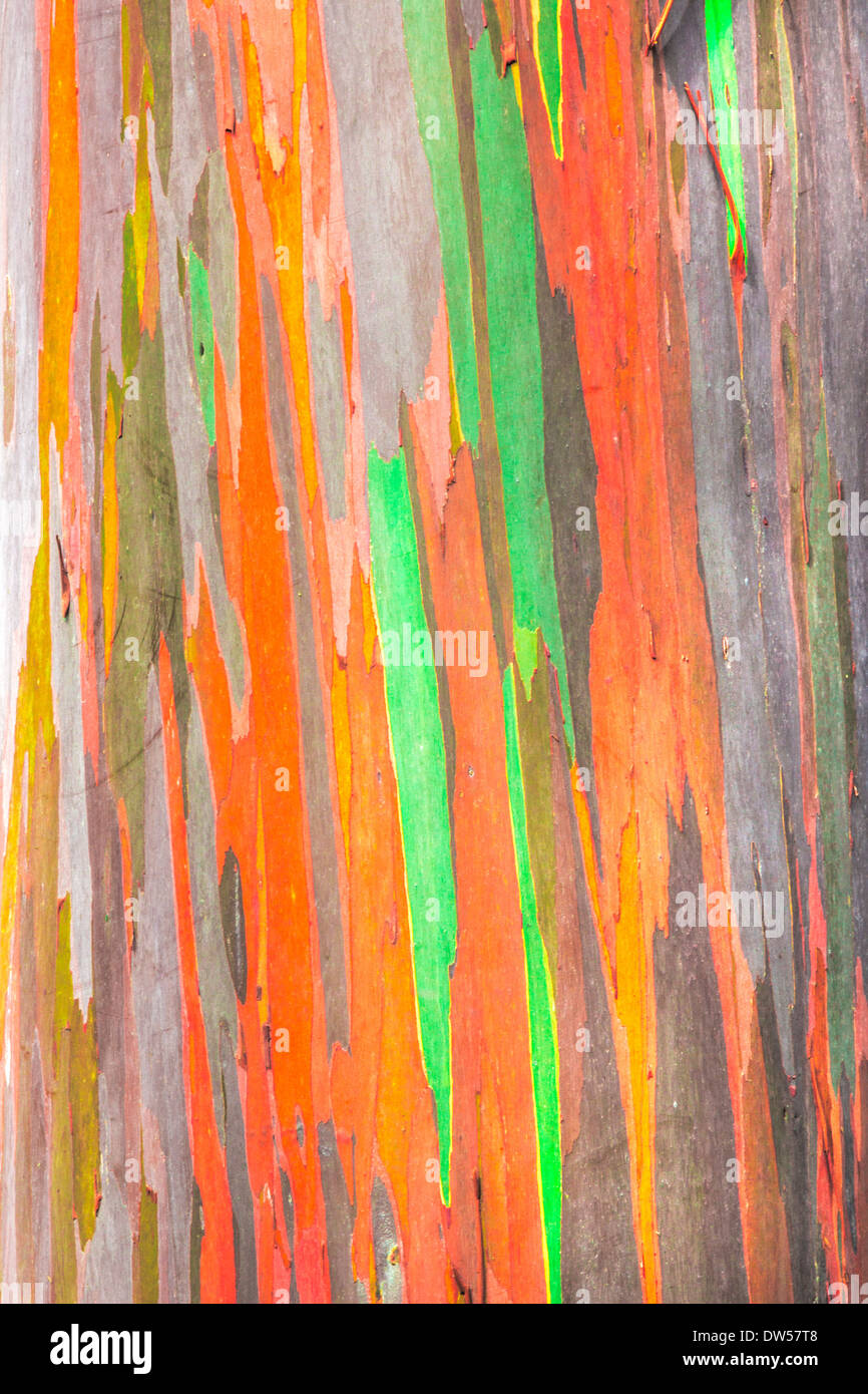 The colorful trunk of the Rainbow Eucalyptus Stock Photo - Alamy
