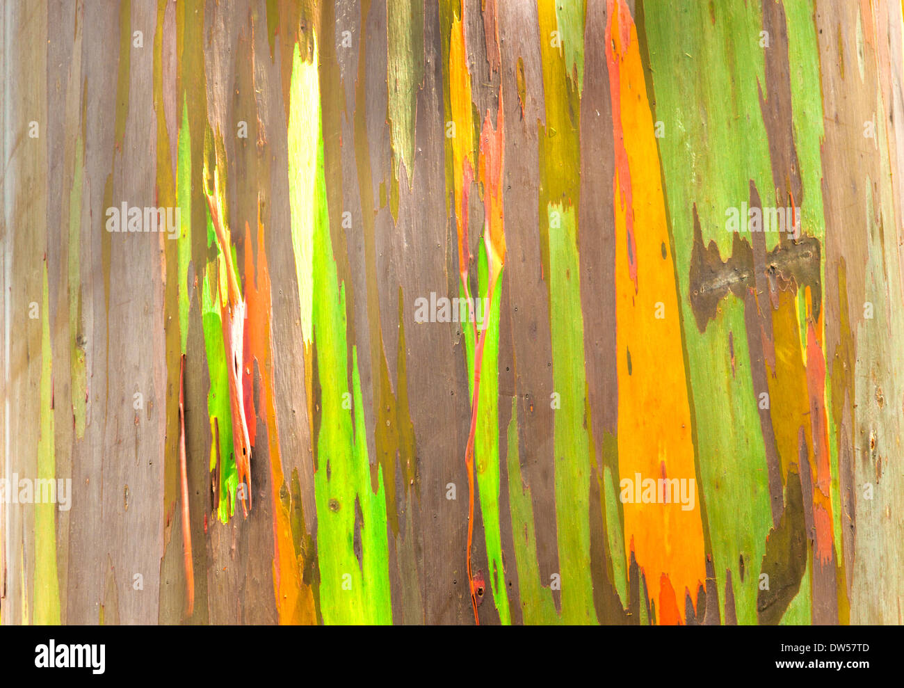 The colorful trunk of the Rainbow Eucalyptus tree Stock Photo - Alamy