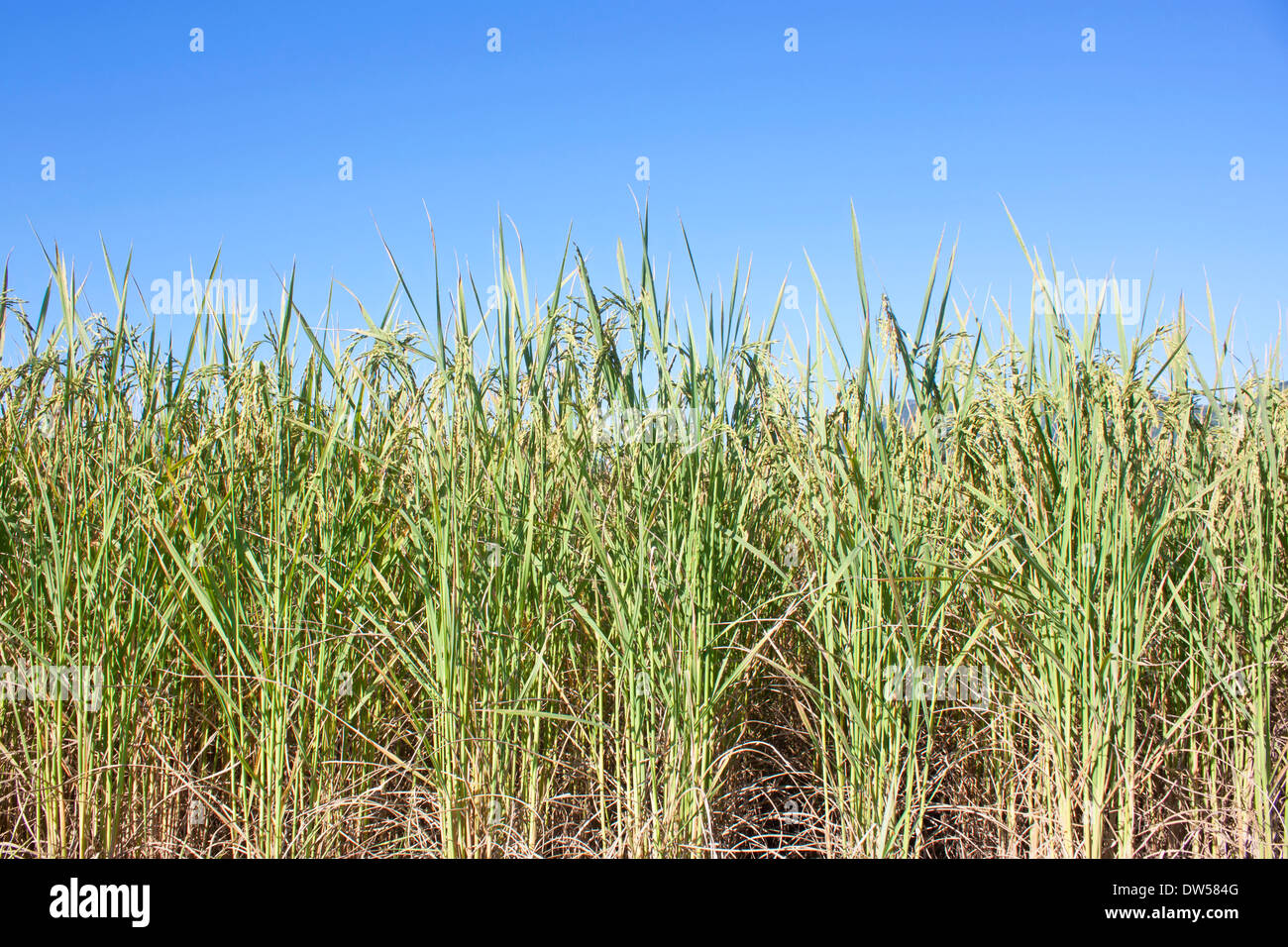 Close up of rice field ready for harvest Stock Photo - Alamy
