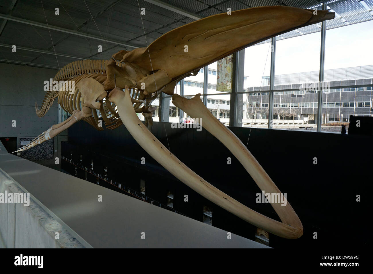 Blue whale jaw bones hi-res stock photography and images - Alamy