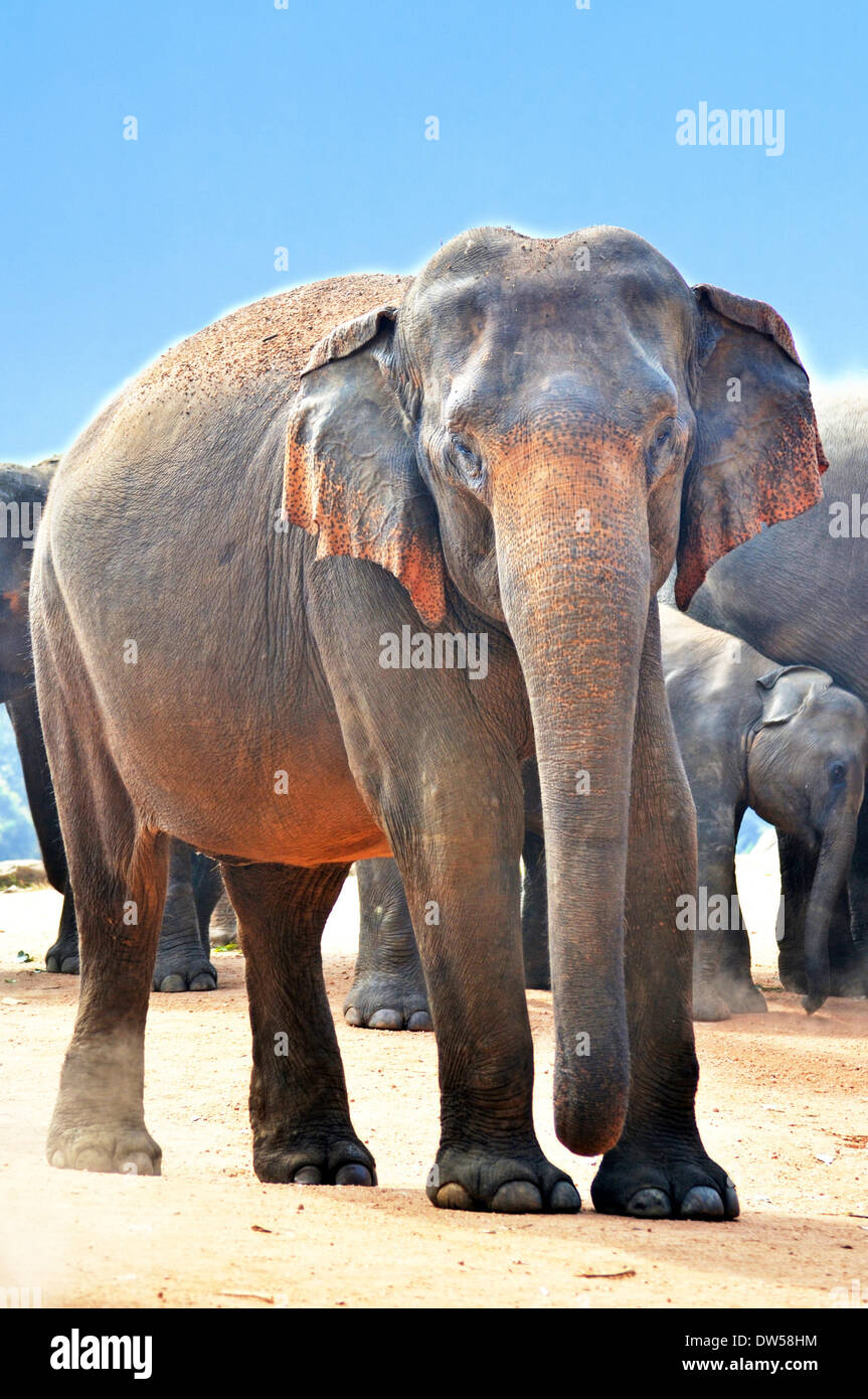 The Indian elephant, a species native to the Indian subcontinent, is ...