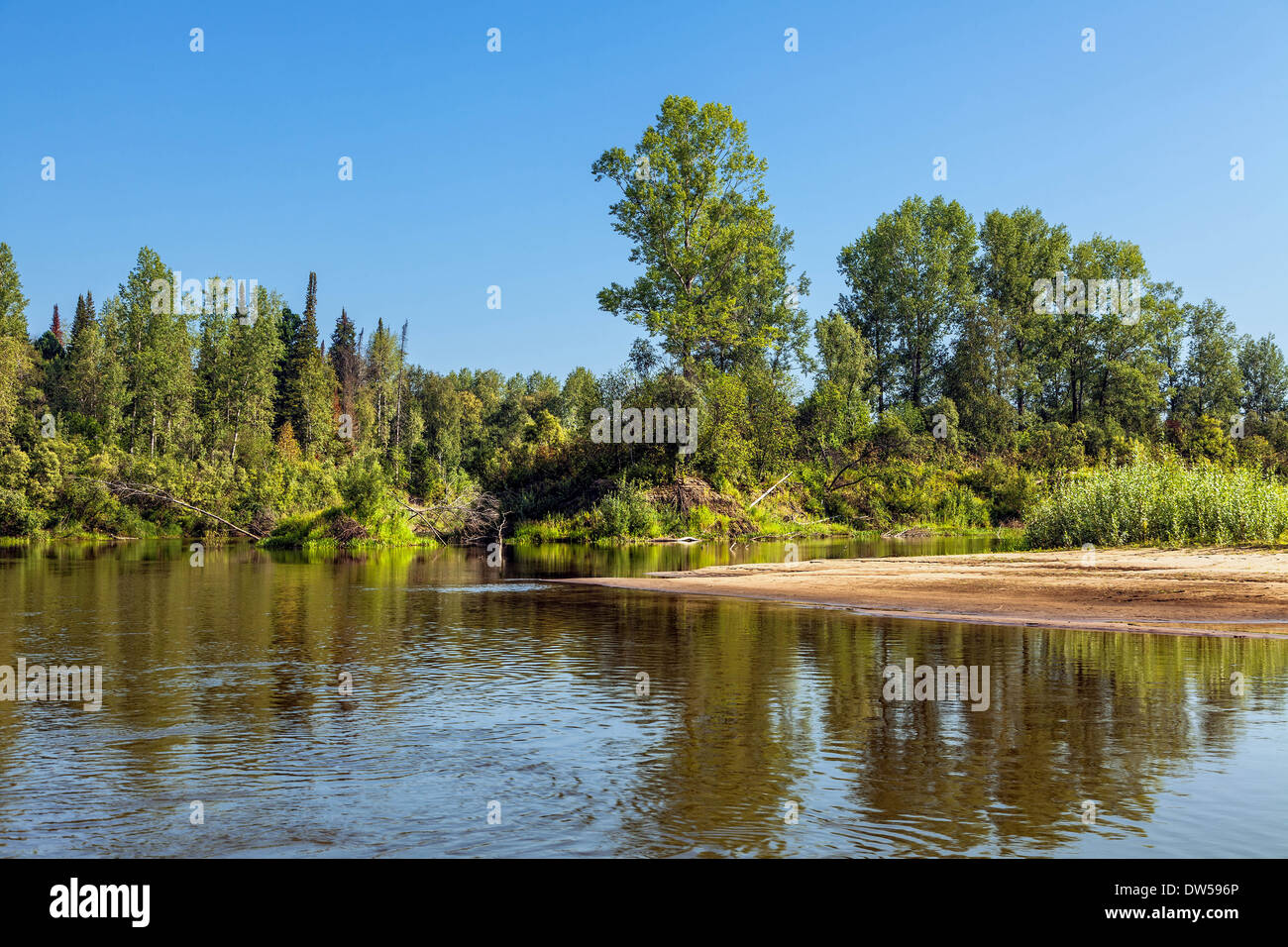 Siberia birch trees hi-res stock photography and images - Alamy