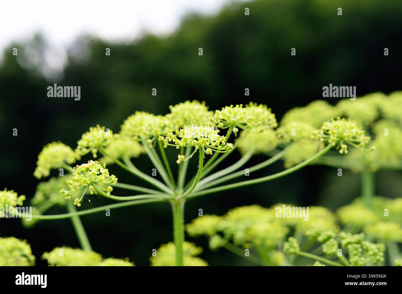 Flowering hog weed Stock Photo - Alamy