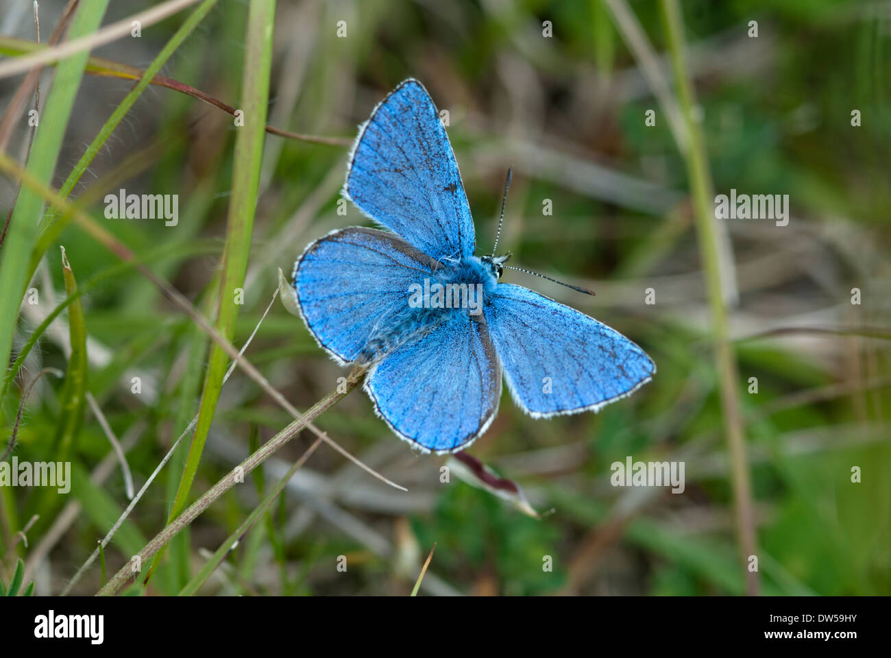 Adonis blue butterfly hi-res stock photography and images - Alamy
