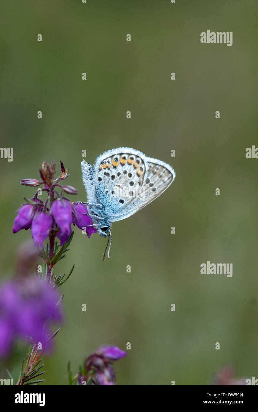 Silver studded blue butterfly, Plebeius argus Stock Photo - Alamy