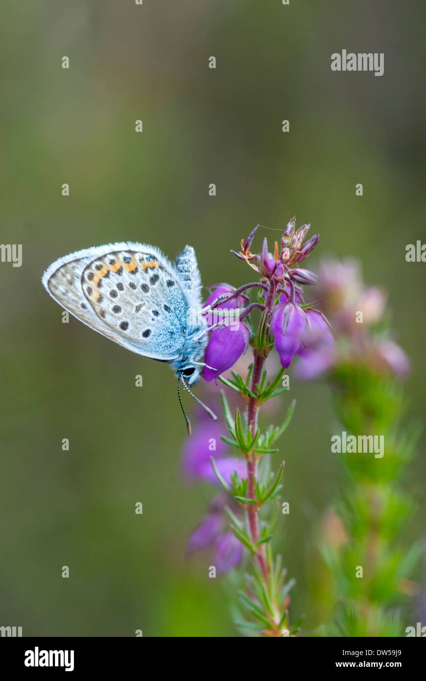 Silver studded blue butterfly, Plebeius argus Stock Photo - Alamy