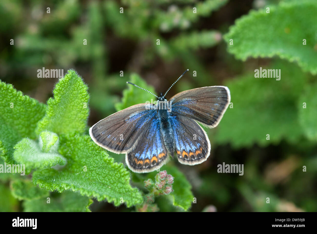 Silver studded blue butterfly, Plebeius argus Stock Photo - Alamy