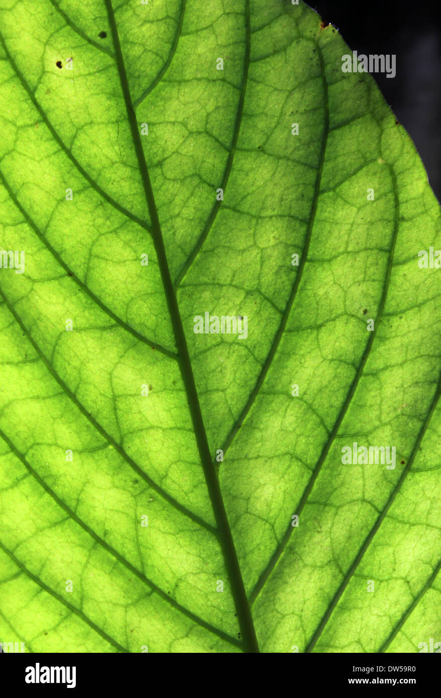 Leaf veins leaf veins leaf veins leaf veins hi-res stock photography ...