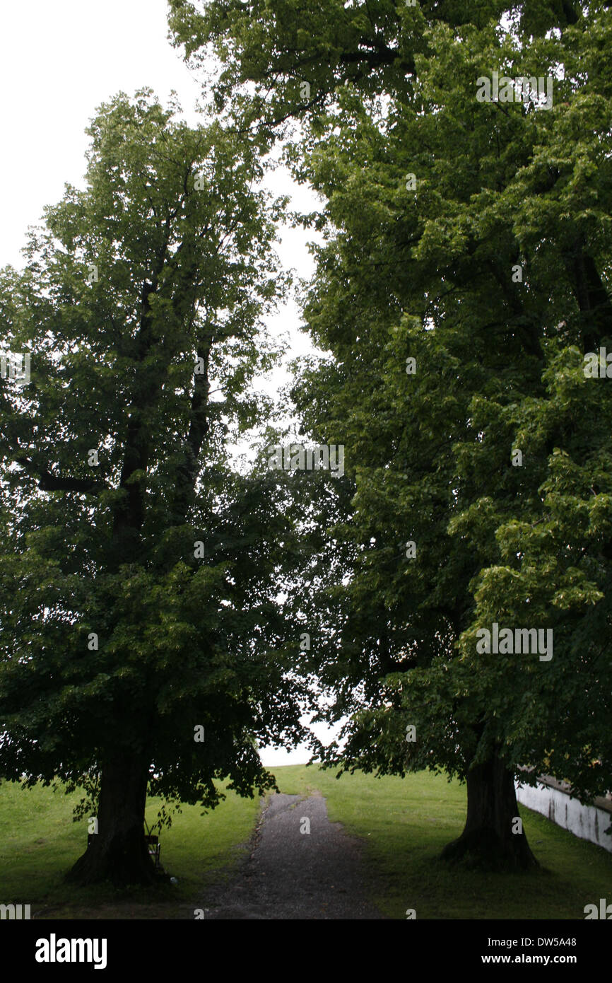 a way thru two trees Stock Photo - Alamy