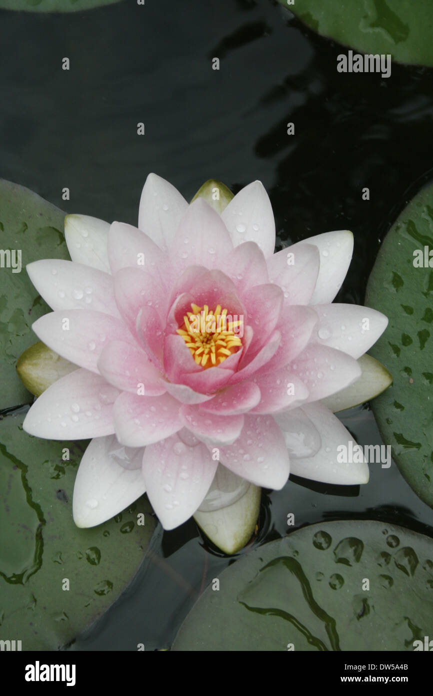 sea rose on a pond, water lily Stock Photo - Alamy