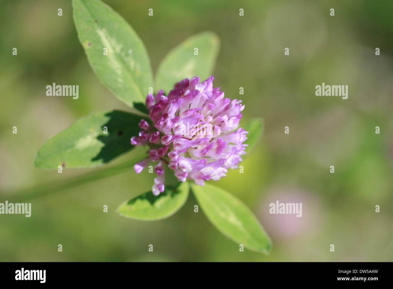 Bean clover hi-res stock photography and images - Alamy