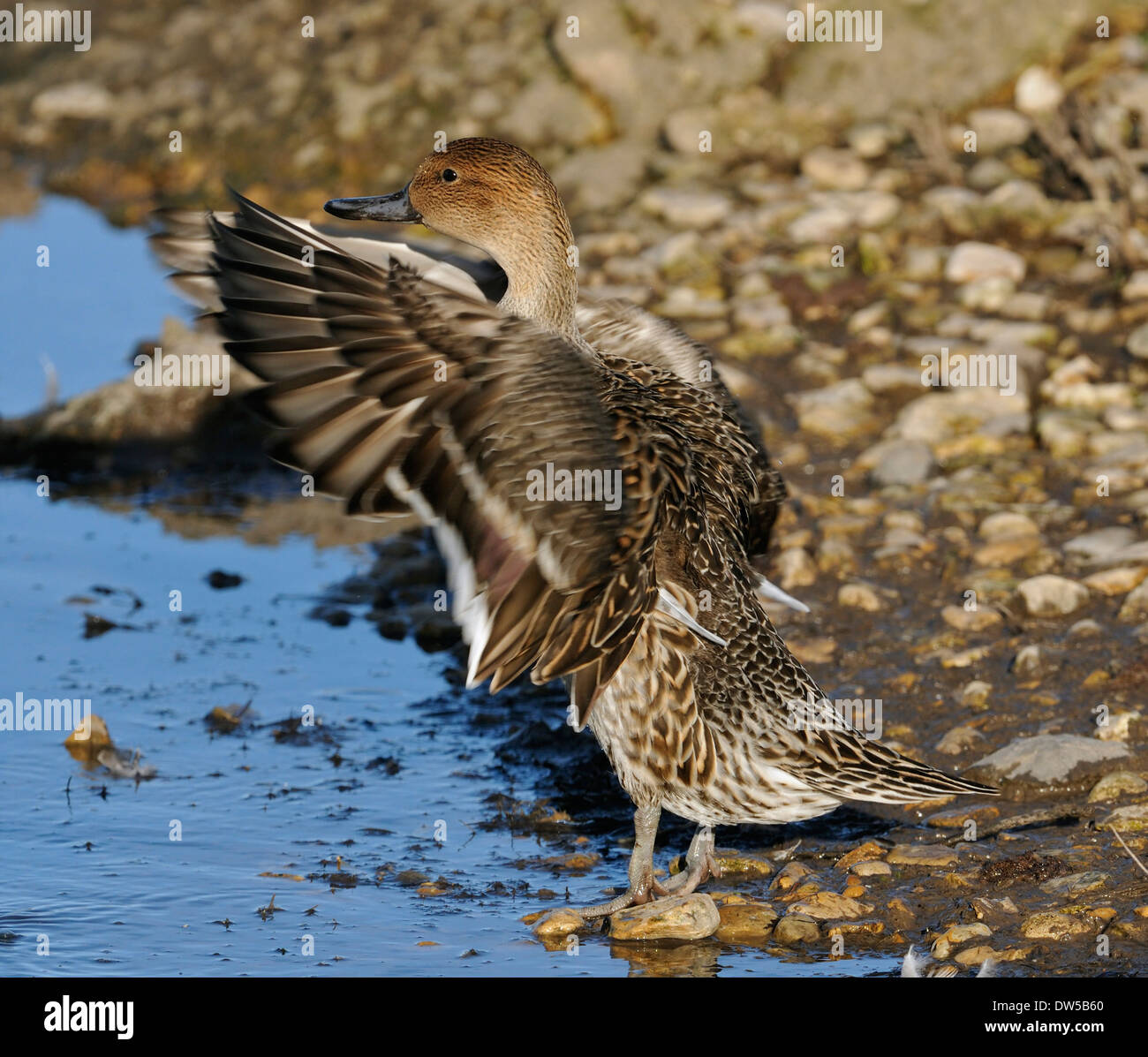 Northern Pintail - Anas acuta Female duck flapping wings Stock Photo ...