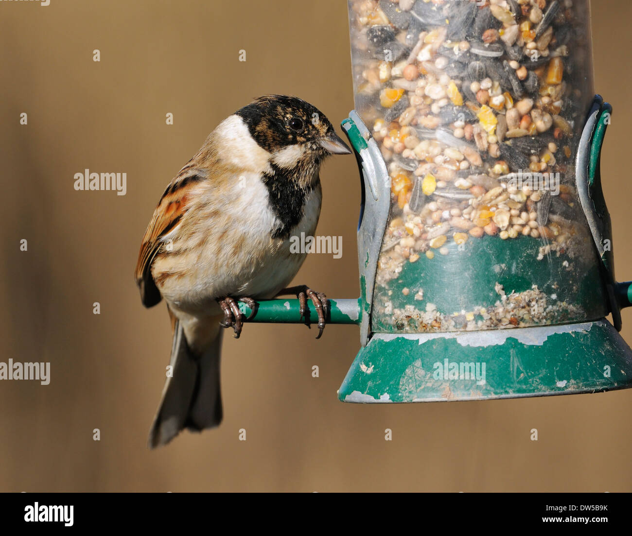 Reed bunting feeder hi-res stock photography and images - Alamy