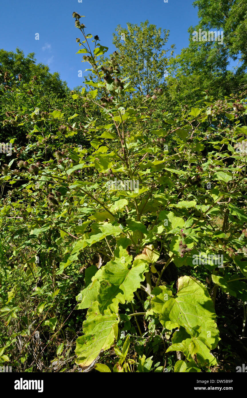 Lesser Burdock flowers - Arctium minus View of whole plant Stock Photo ...