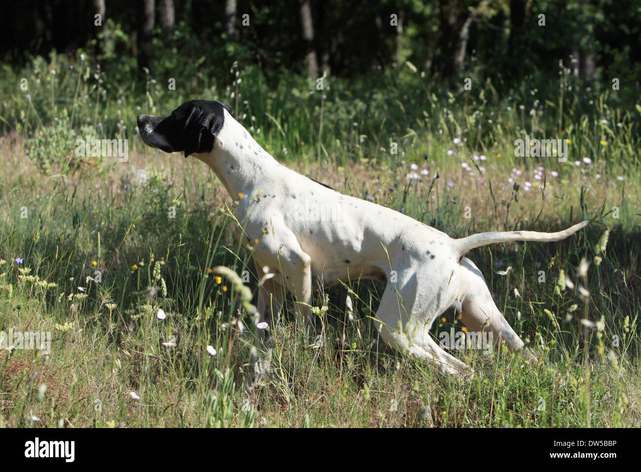Dog English Pointer / adult pointing in a forest Stock Photo - Alamy