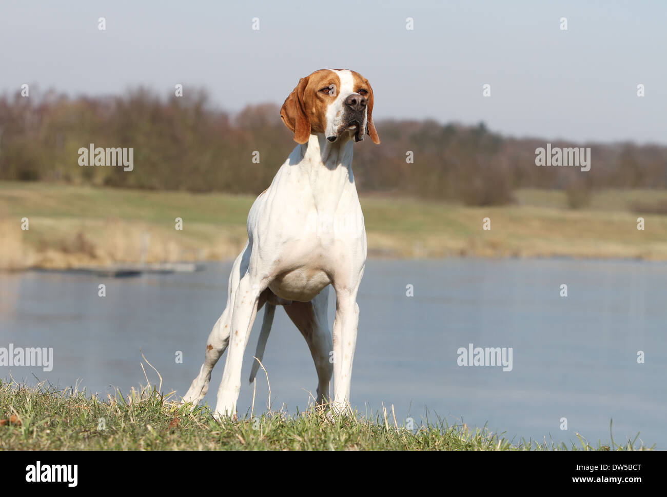 English Short Haired Pointer High Resolution Stock Photography and ...