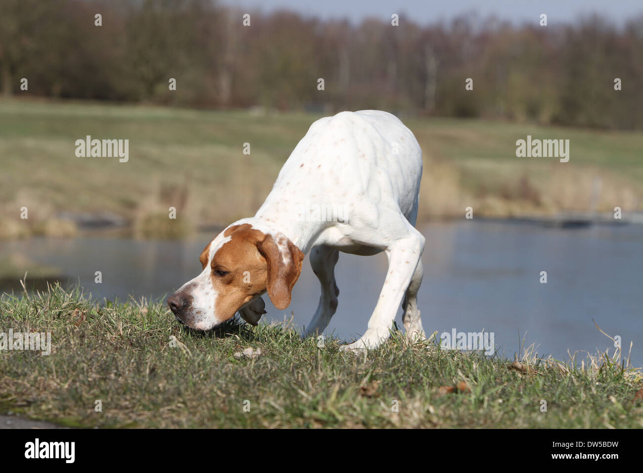 Dog English Pointer / adult smelling at the edge of a lake Stock Photo ...
