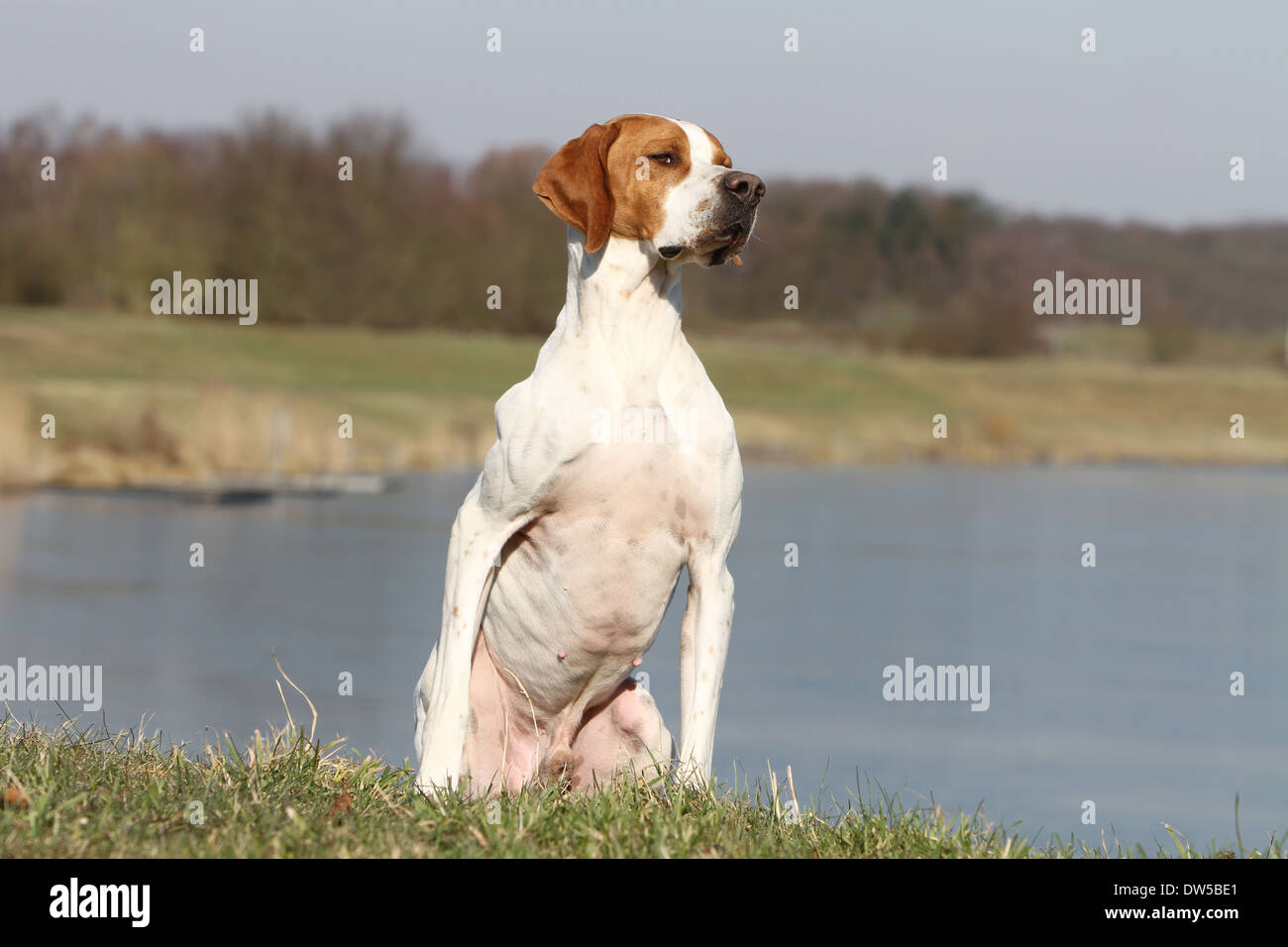 Dog English Pointer / adult sitting at the edge of a lake Stock Photo ...