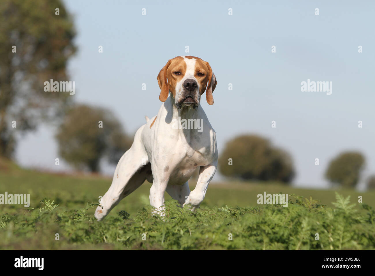 Dog English Pointer / adult standing in a field Stock Photo - Alamy