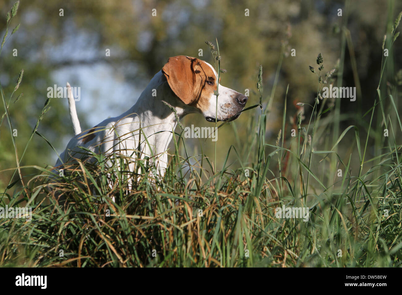 Pointing a gun to the head hi-res stock photography and images - Alamy