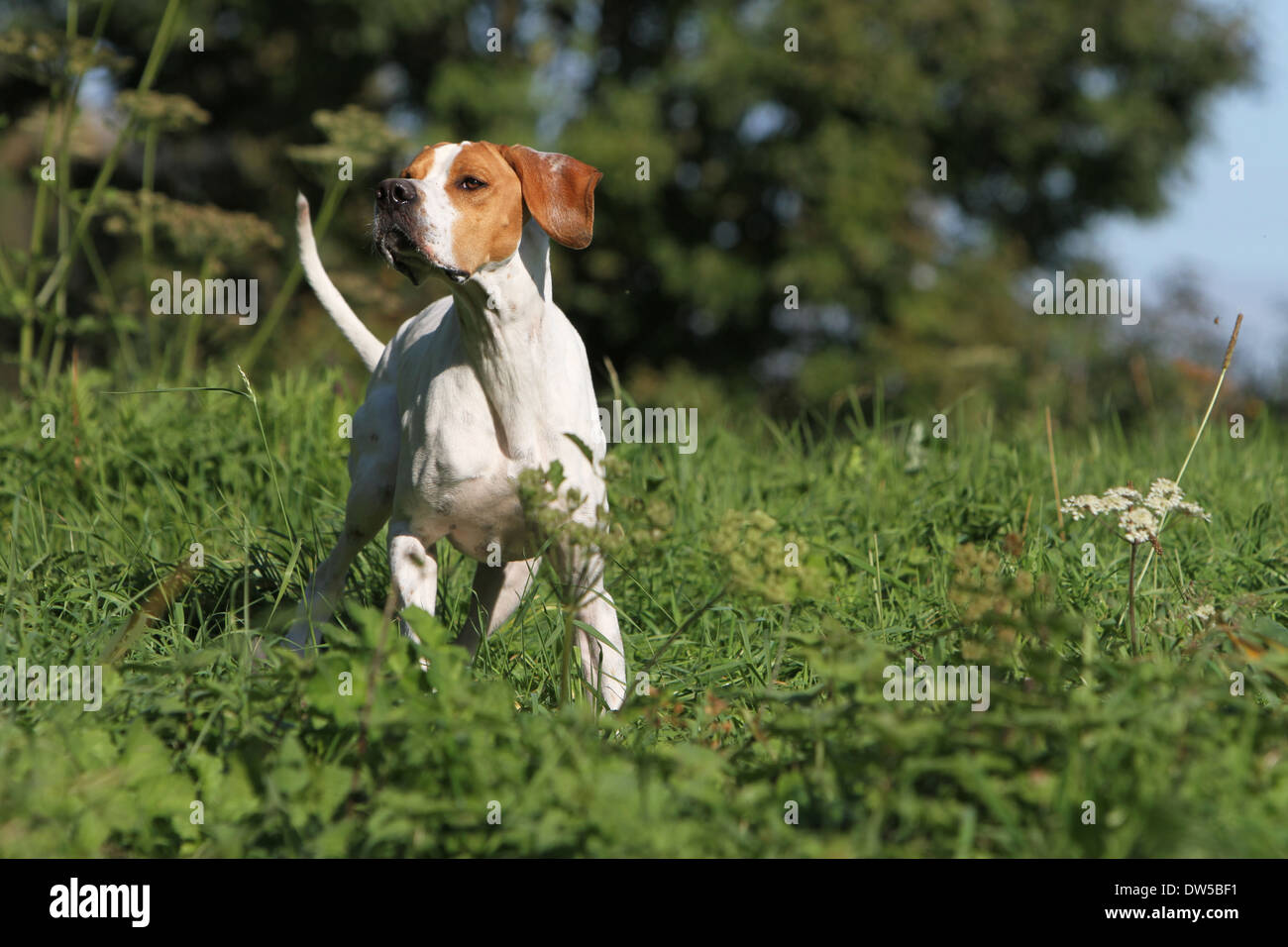 English Short Haired Pointer High Resolution Stock Photography and ...