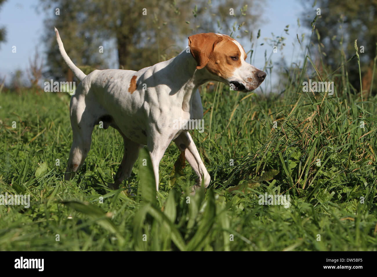 Dog english pointer adult pointing hi-res stock photography and images ...