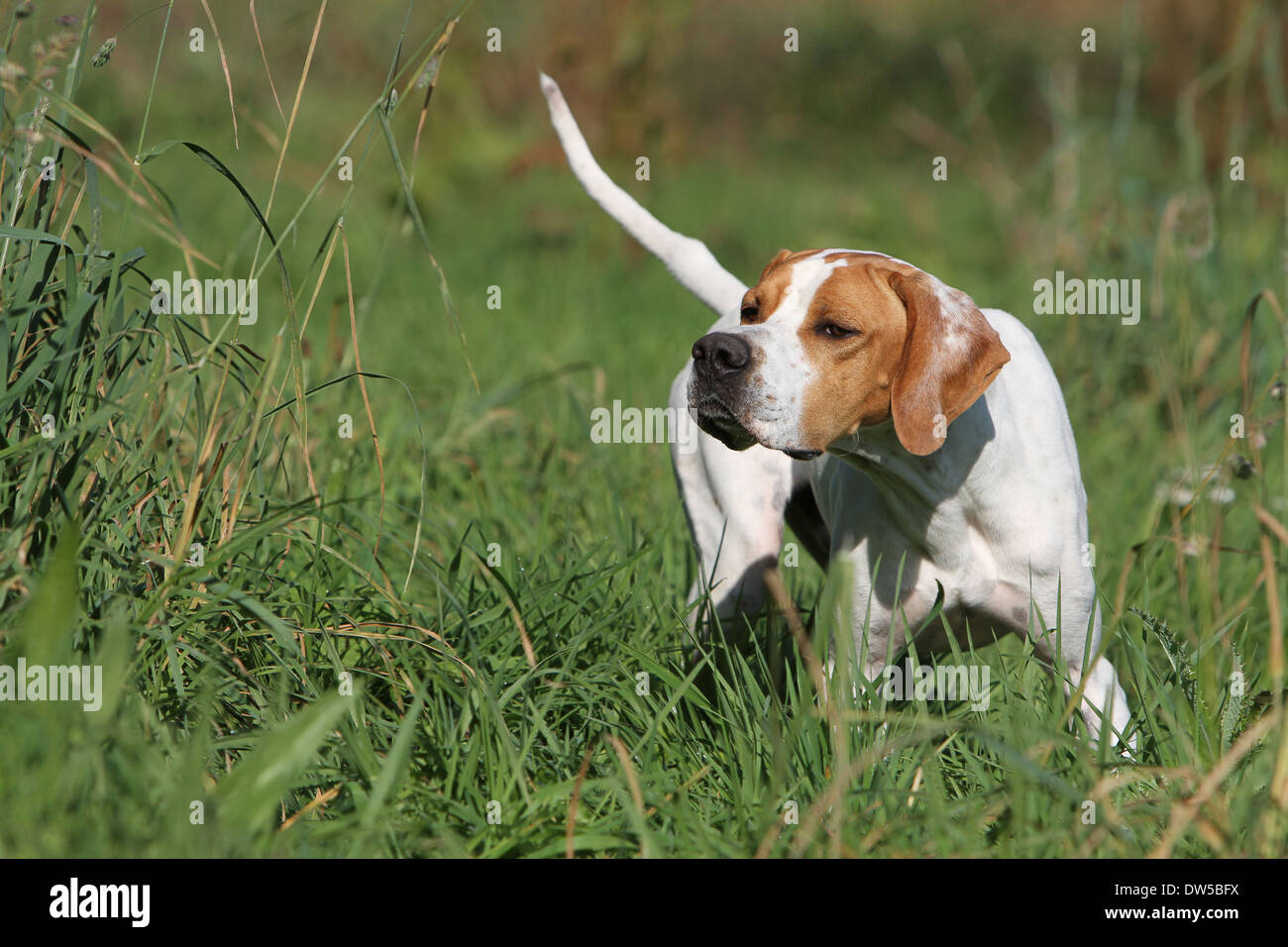 Dog English Pointer / adult pointing in a meadow Stock Photo - Alamy