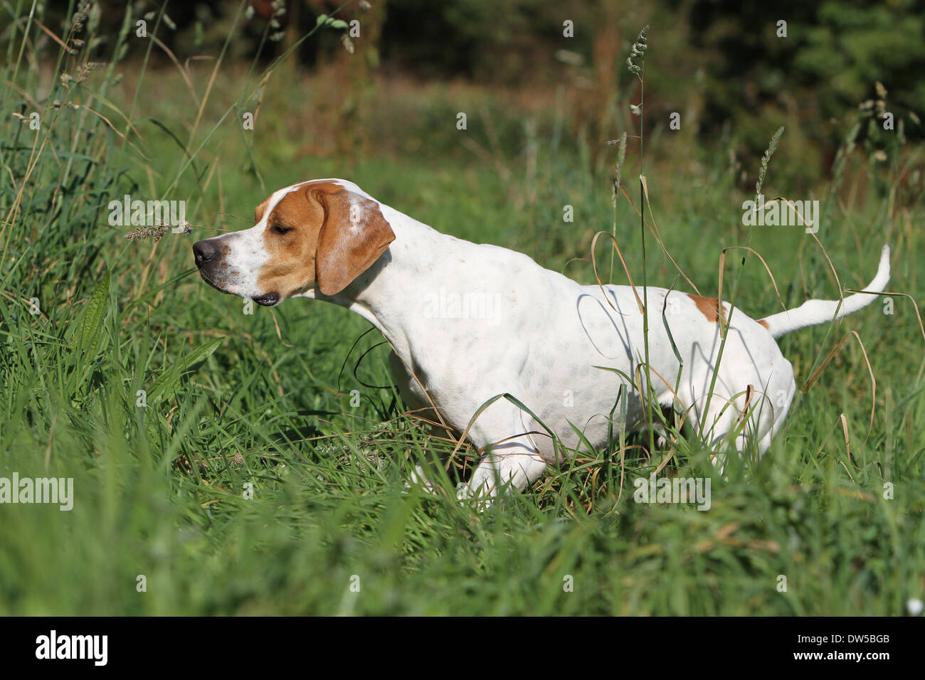Dog English Pointer / adult pointing in a meadow Stock Photo - Alamy